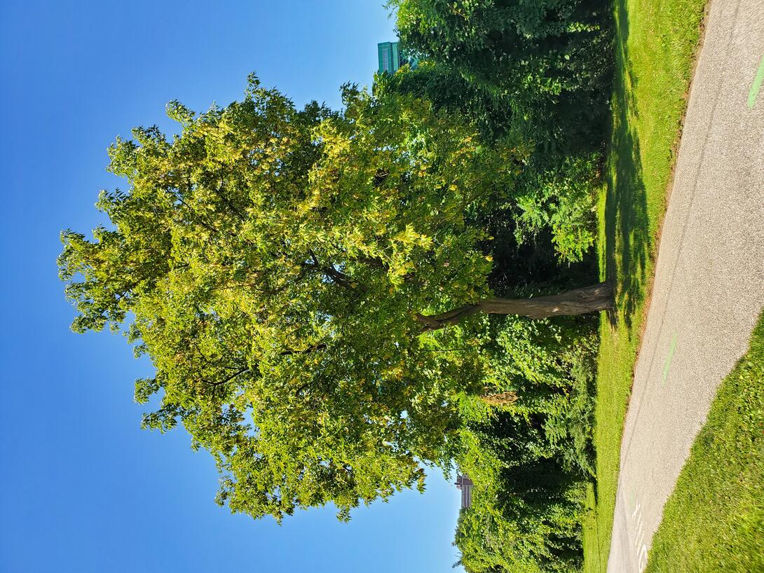 Box Elder | CMP Tree Selection Tool